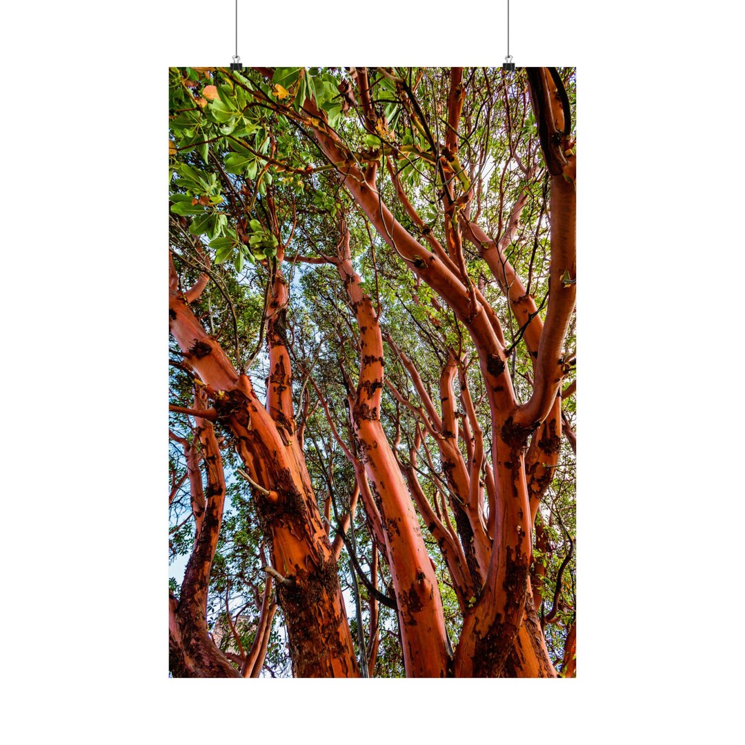 Arbutus Tree Trunk Close-up Matte Vertical Poster | Botanical Wall Art ...