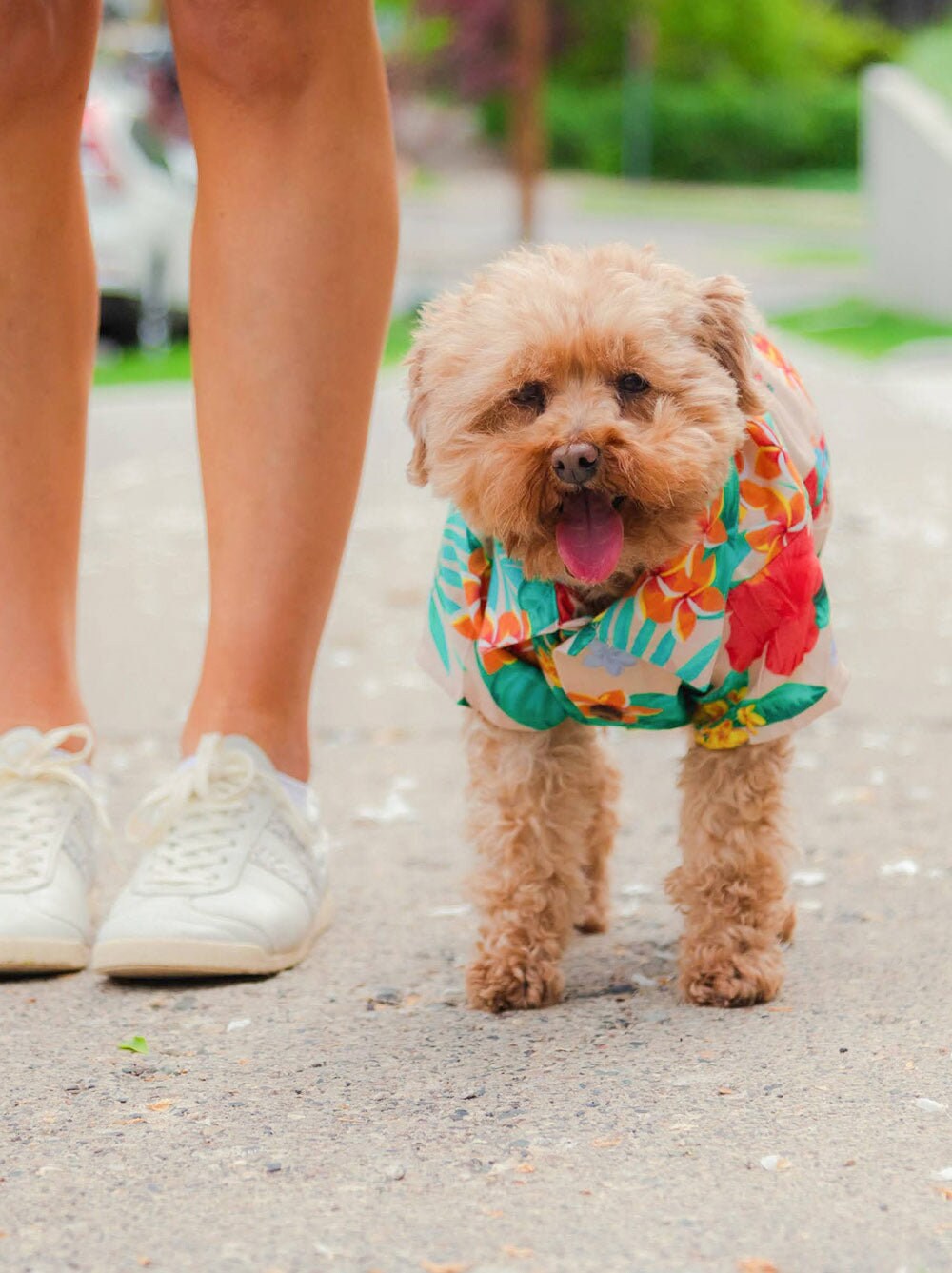 Matching Hawaiian Shirt Set for Dog and Owner, Tropical Pet Shirt ...