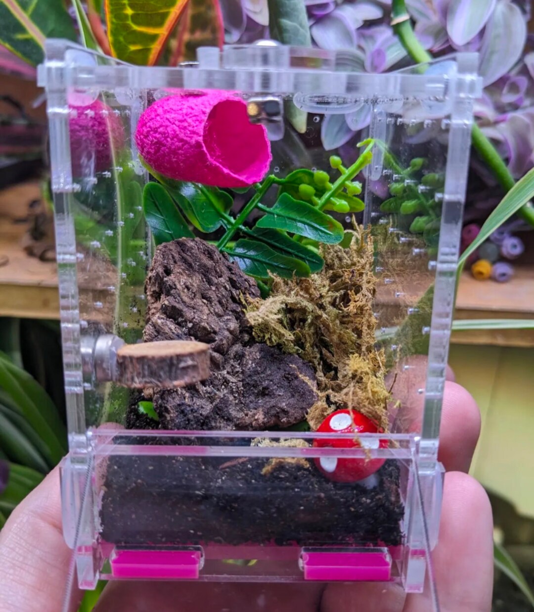 Jumping Spiderling Sling Full Set up Enclosure All Decor - Etsy