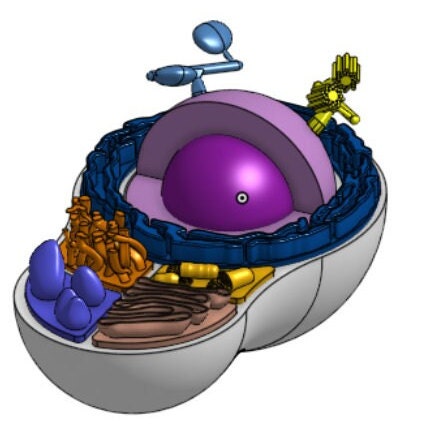 Animal Cell Model Cross Section. STL File, for 3D Printing - Etsy