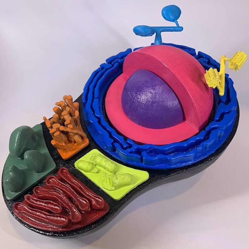 Animal Cell Model Cross Section. STL File, for 3D Printing - Etsy