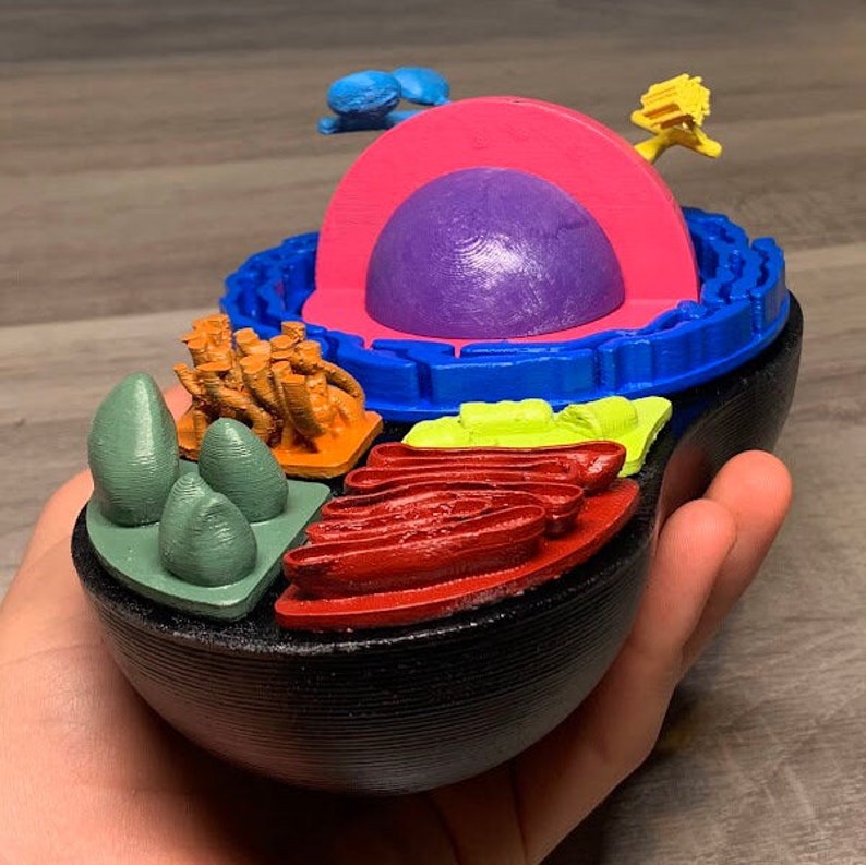 Animal Cell Model Cross Section. STL File, for 3D Printing - Etsy