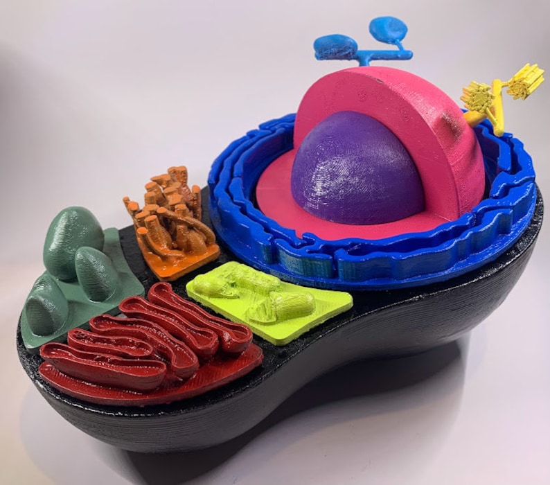 Animal Cell Model Cross Section. STL File, for 3D Printing - Etsy