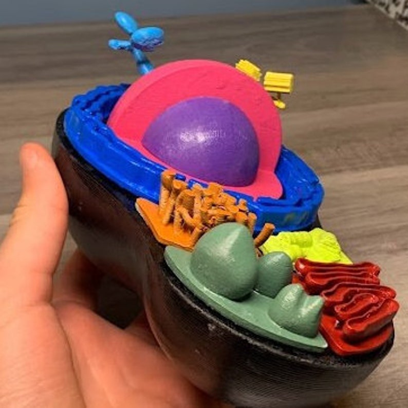 Animal Cell Model Cross Section. STL File, for 3D Printing - Etsy