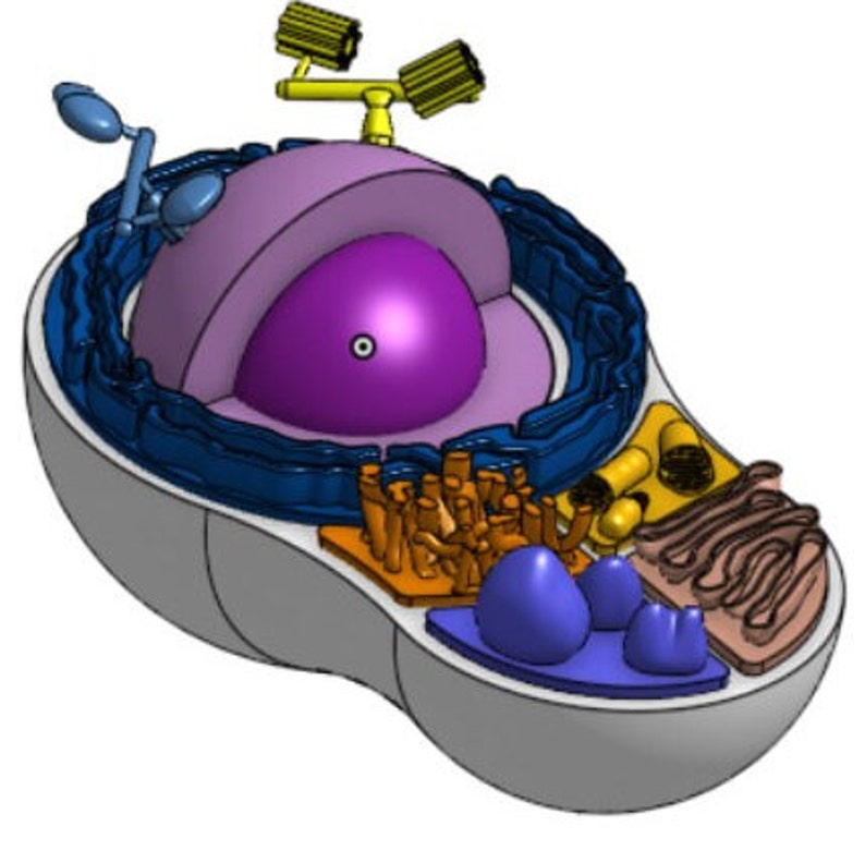 Animal Cell Model Cross Section. STL File, for 3D Printing - Etsy