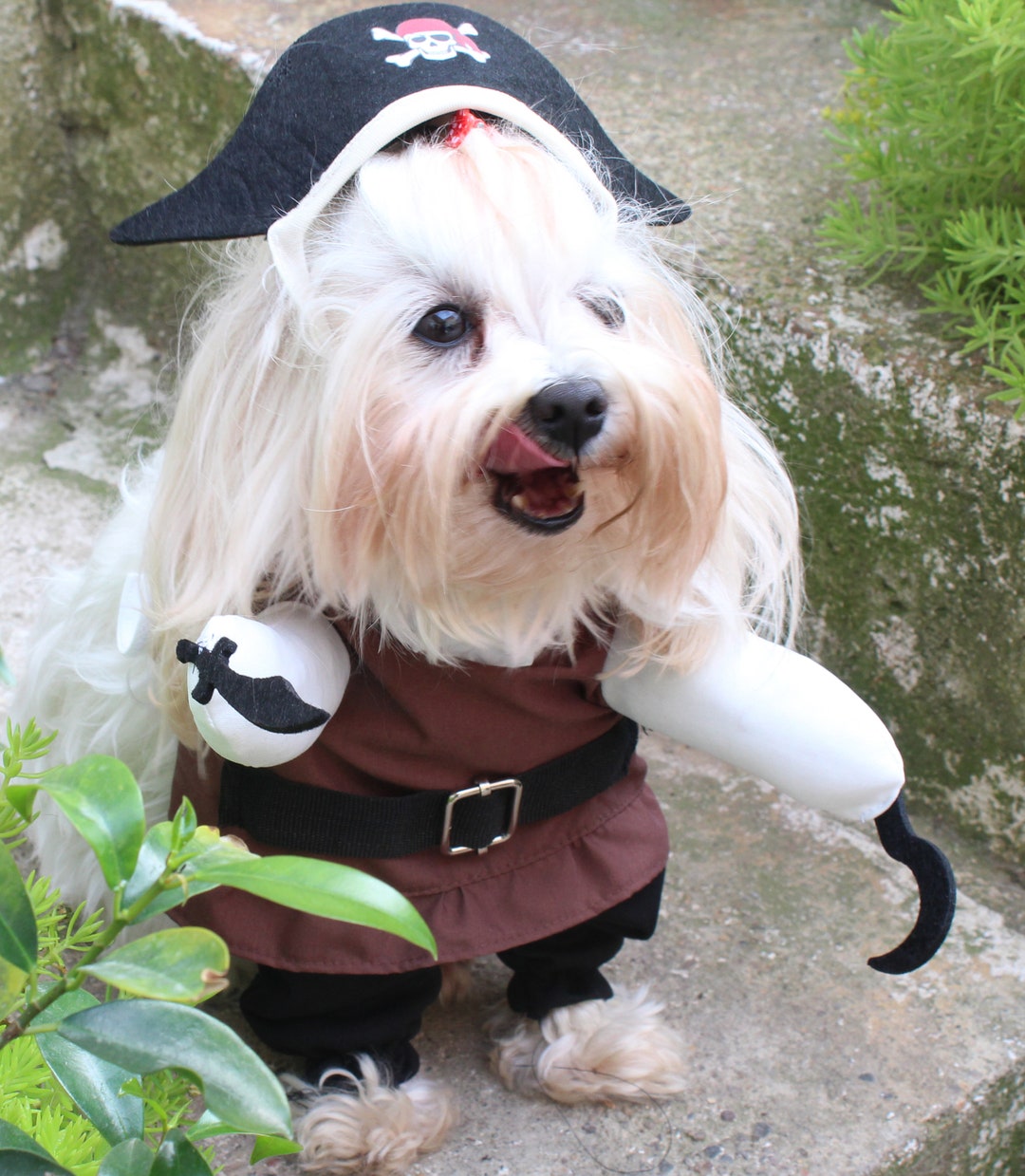 Dog Costume Pirate, Pirate Dogs - Etsy