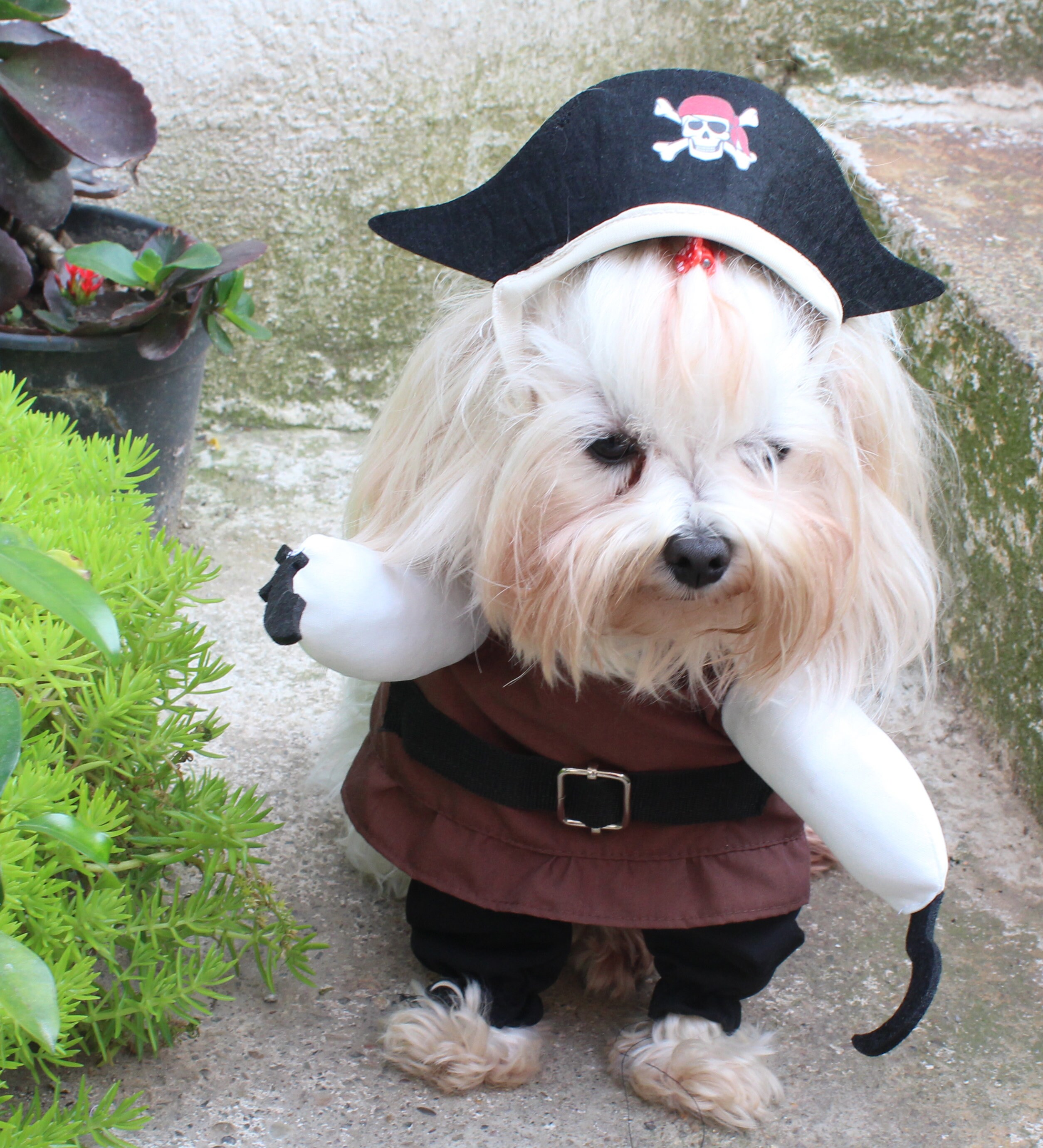 Dog Costume Pirate, Pirate Dogs - Etsy