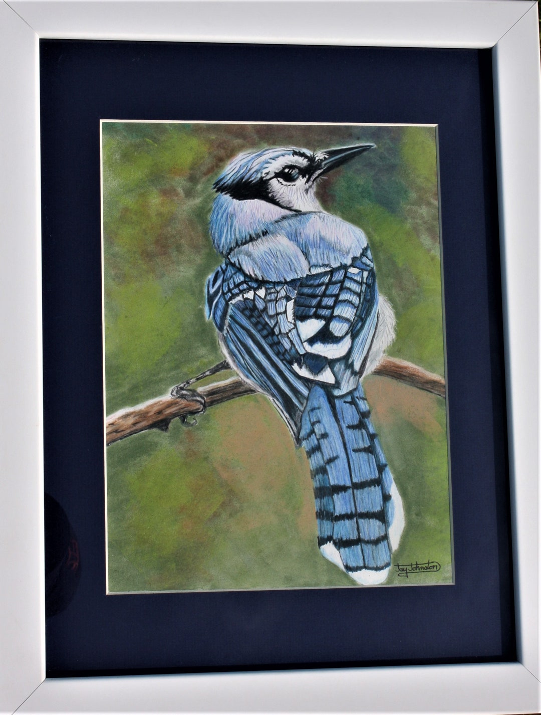 Blue Jay Colored Pencil - Etsy
