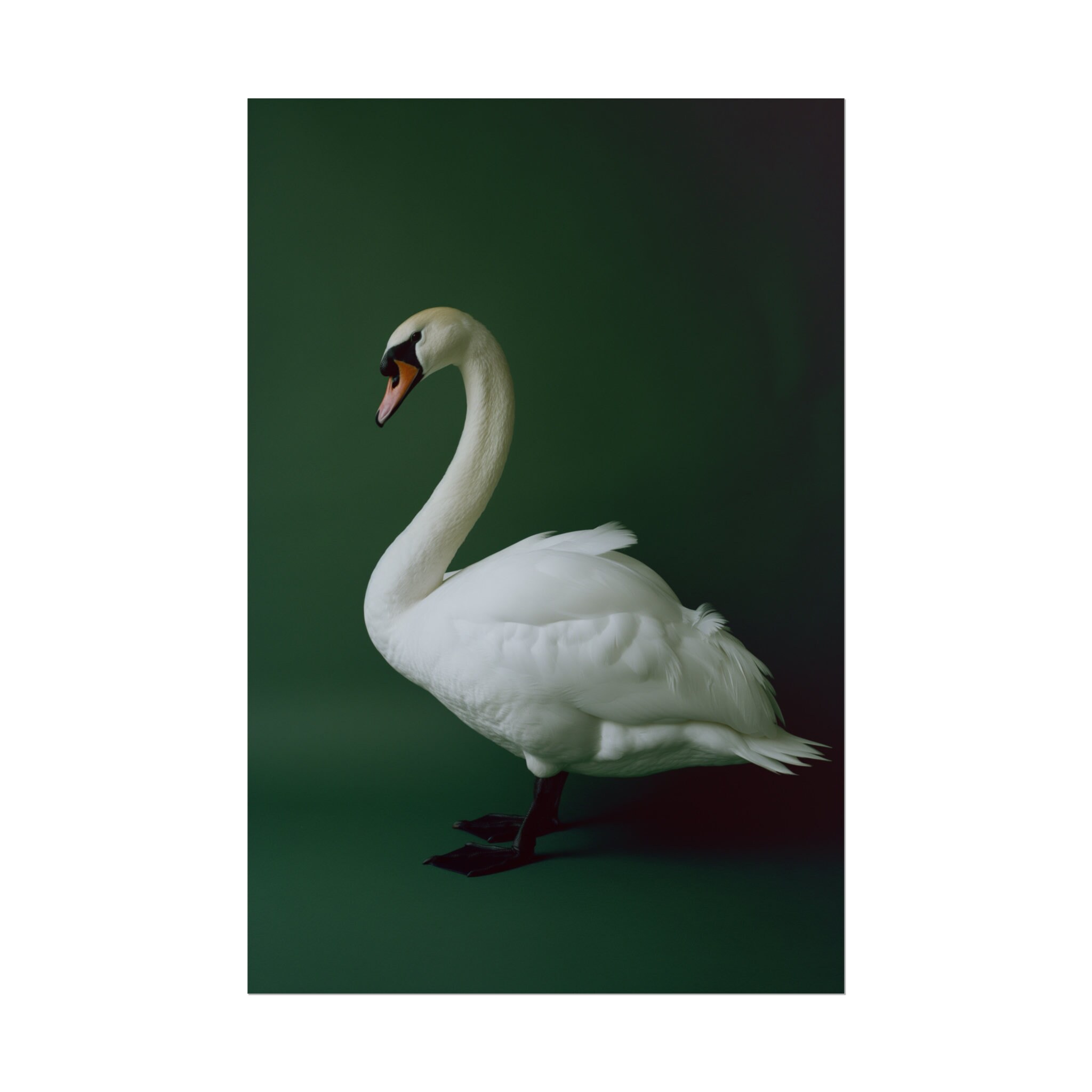 Rolled Posters, Emerald Background, Photograph of a White Swann ...