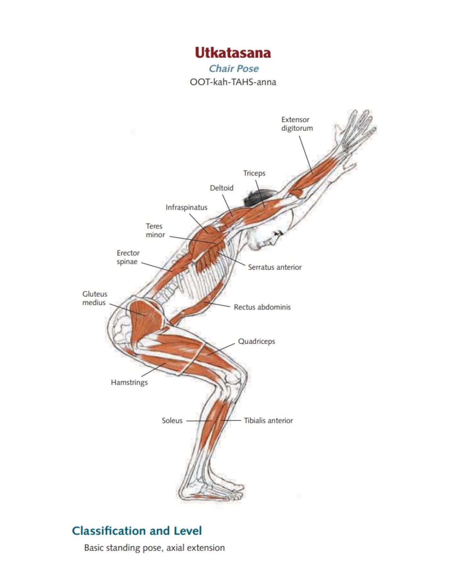Yoga Anatomy, Human Anatomy, Yoga Book, Yoga Pose Descriptions, Ebook ...