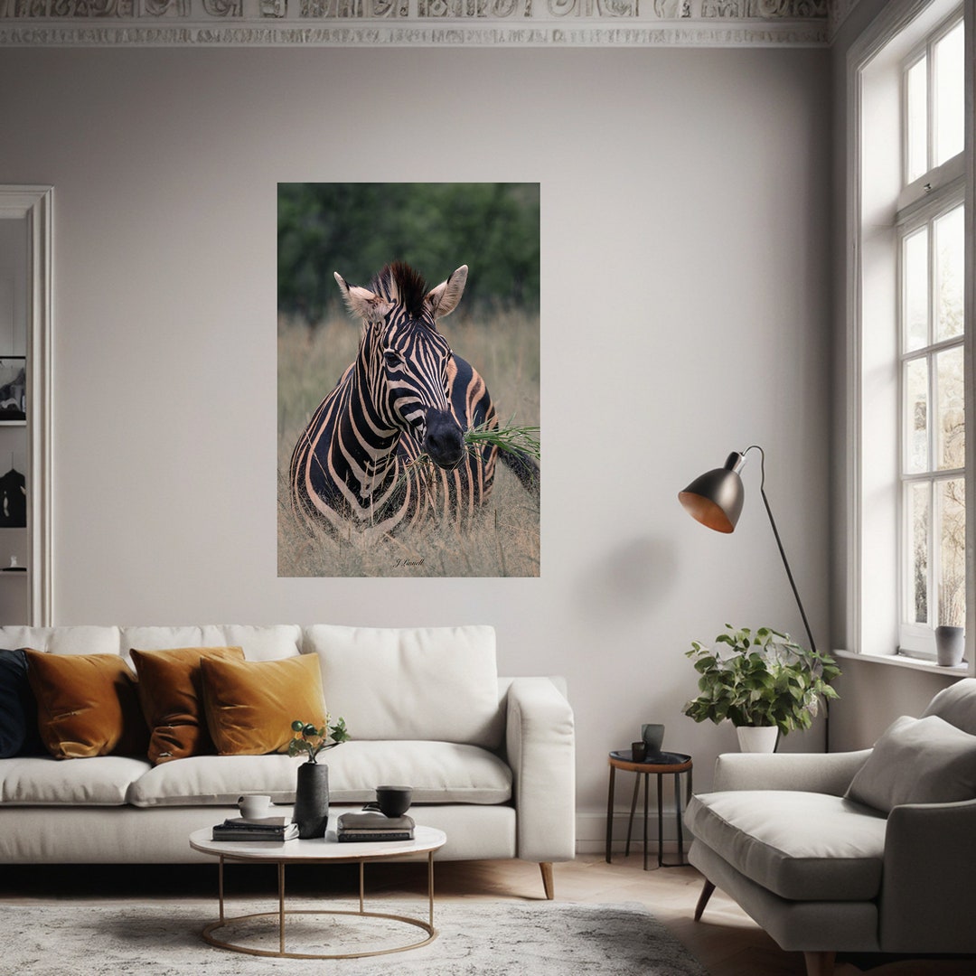 Zebra Colour Photo Bird Digital Download Photograph Nature Animal ...