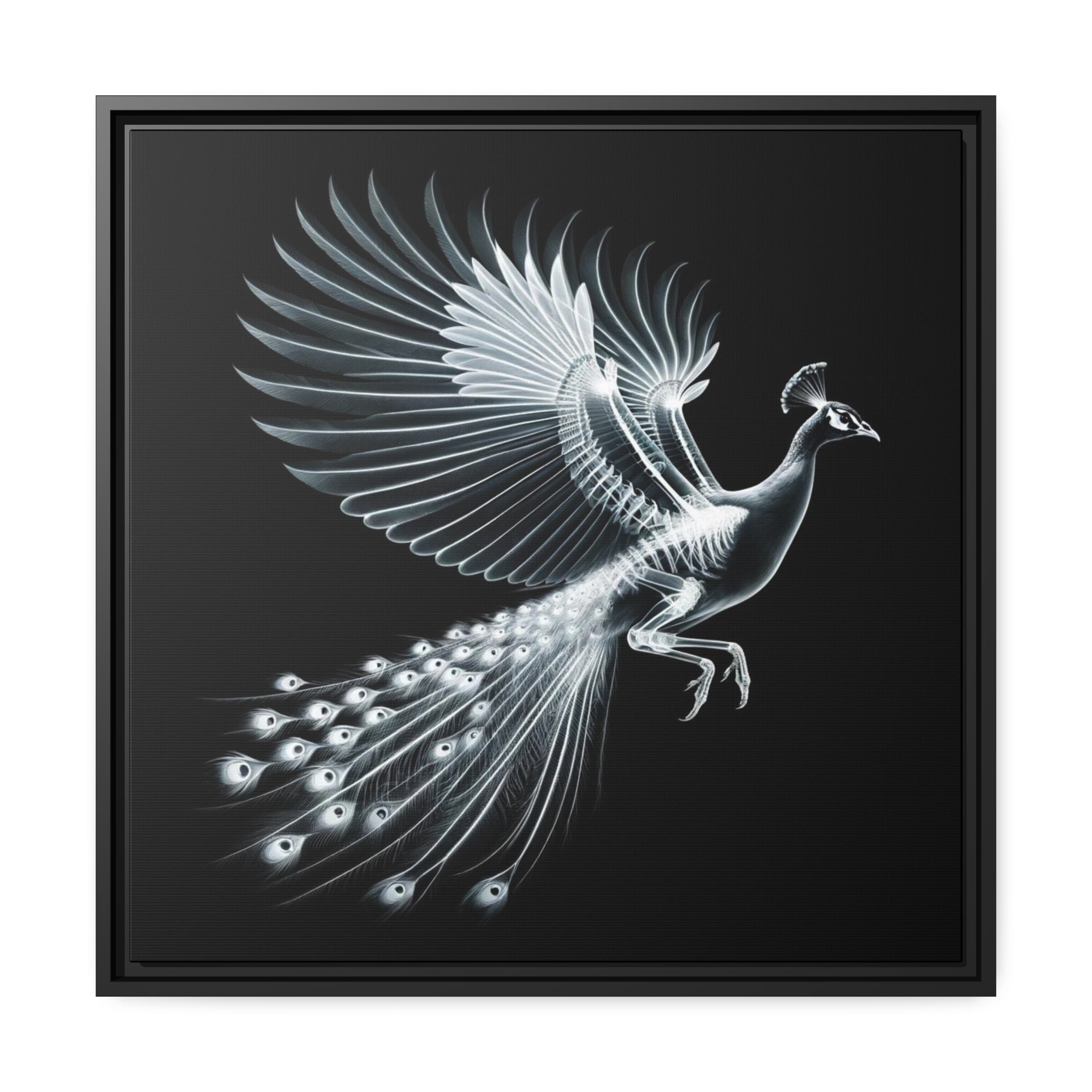 Framed X-ray Art | Peacock Wall Art | X-ray Avian Collection ...