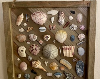 Cornish Sea Shell Wall Decor - Etsy