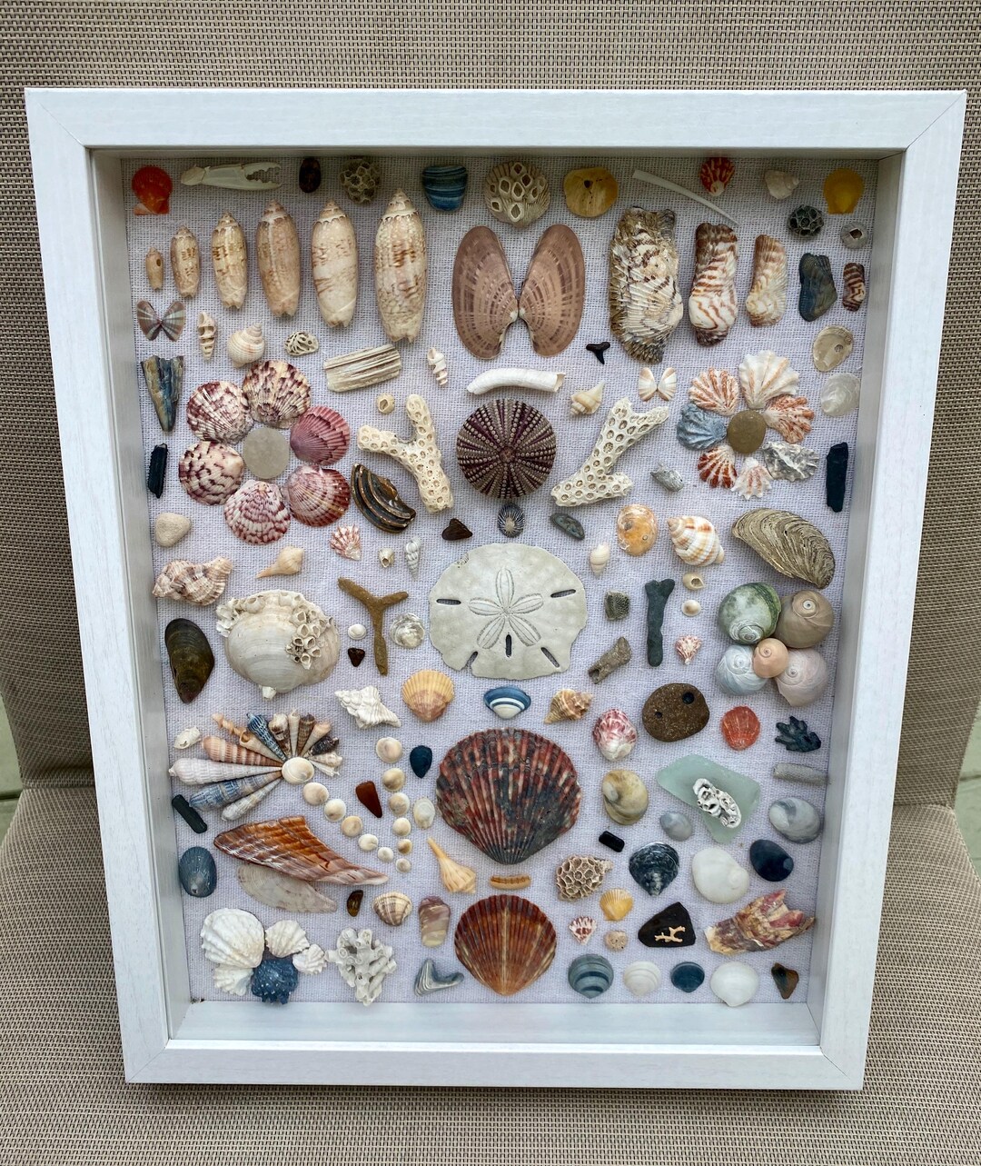 Shell Art Shadow Box - Sand Dollar, Sea Urchin - Various Shells! - Etsy
