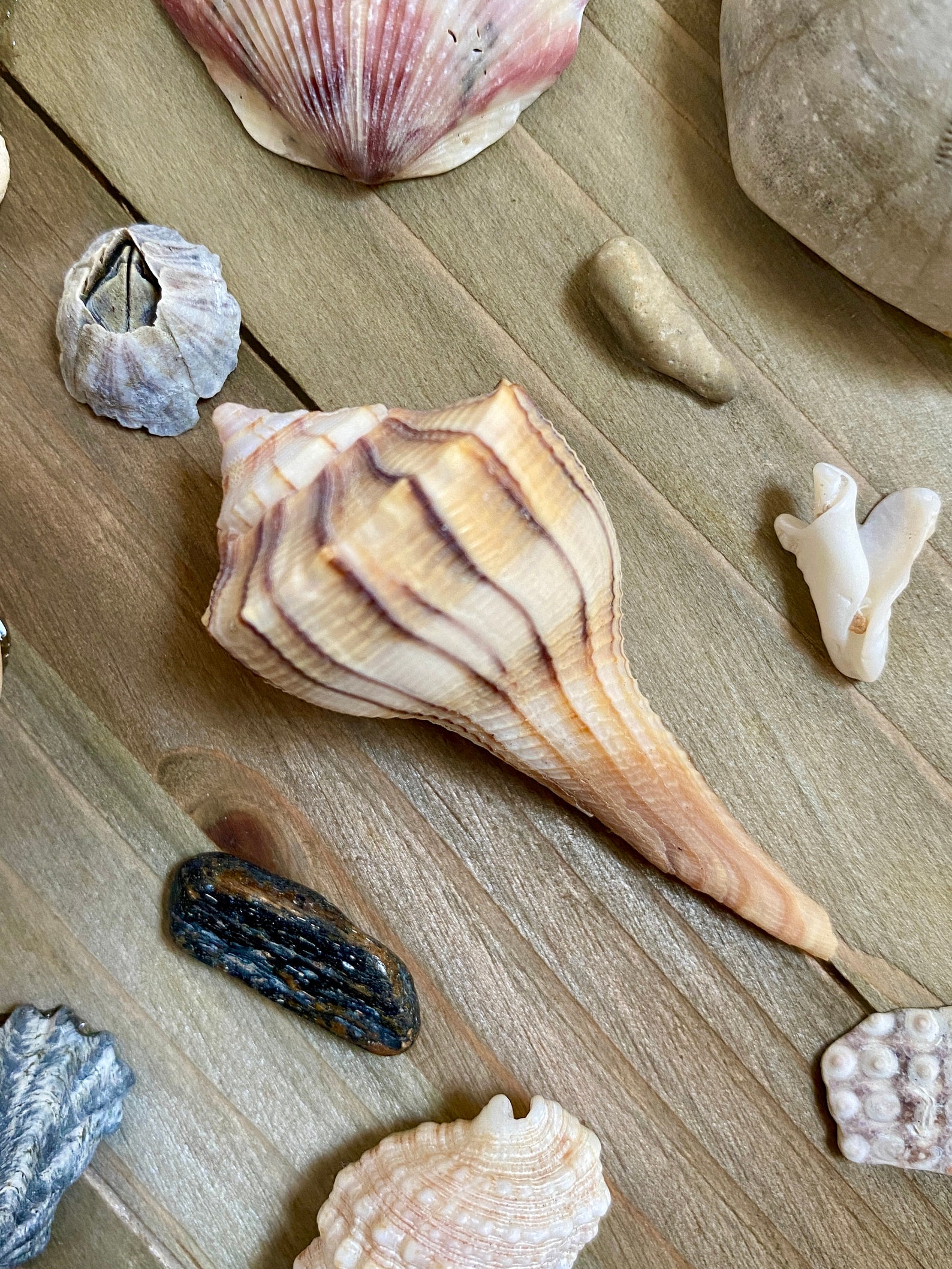 Sea Shell Wall Hanging - Etsy