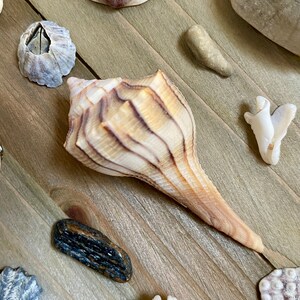 Sea Shell Wall Hanging - Etsy