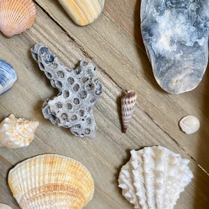 Sea Shell Wall Hanging - Etsy