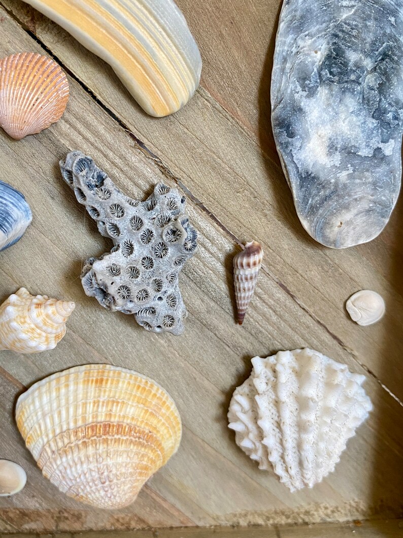 Sea Shell Wall Hanging Etsy