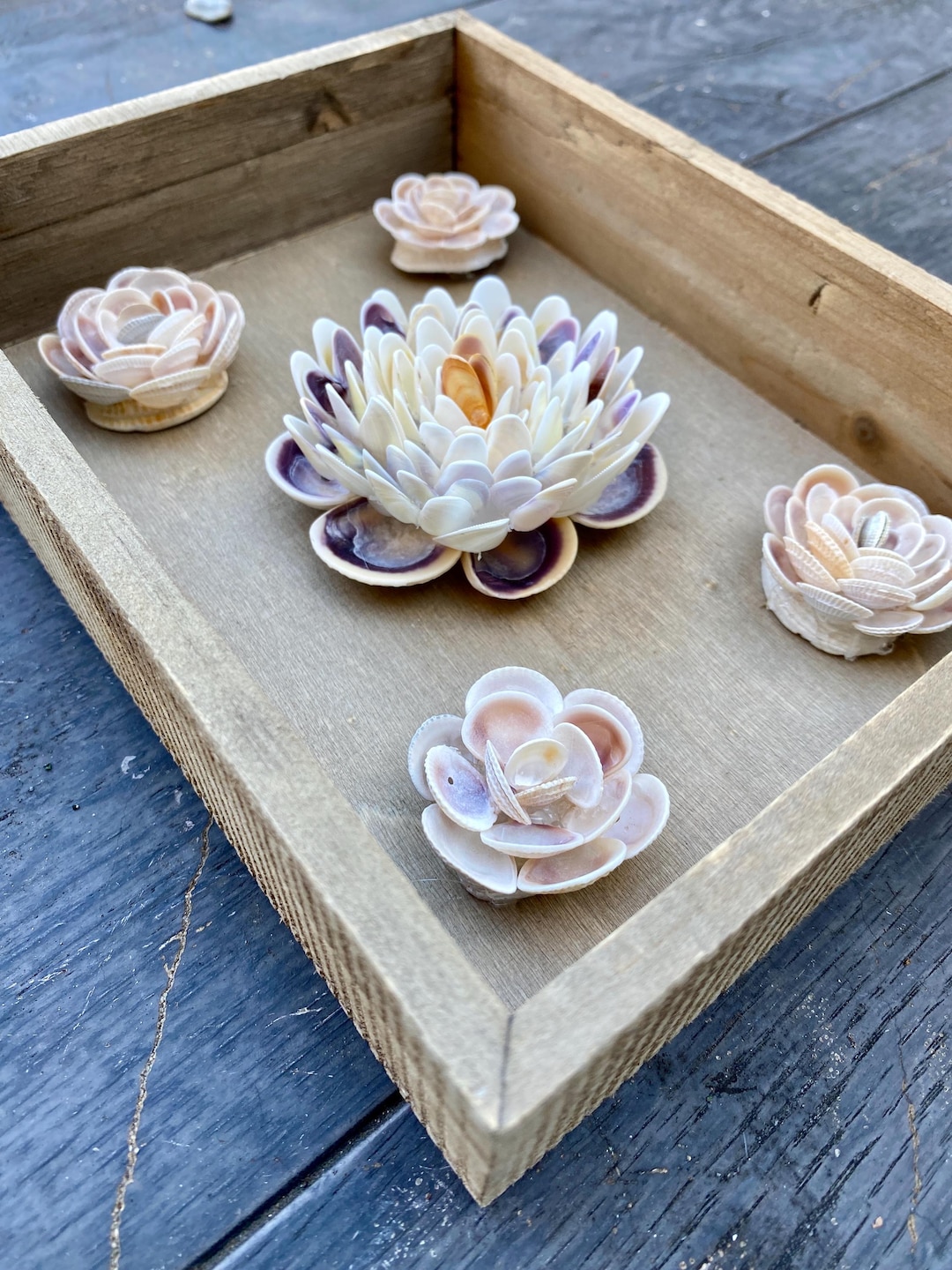 Coquina and Clam Flower Shadow Box Shell Art - 5 Flowers - Etsy