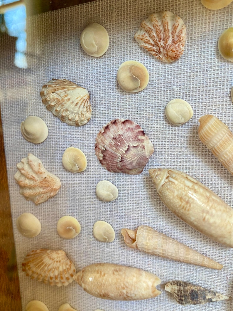 Shell Art Shadow Box - Etsy