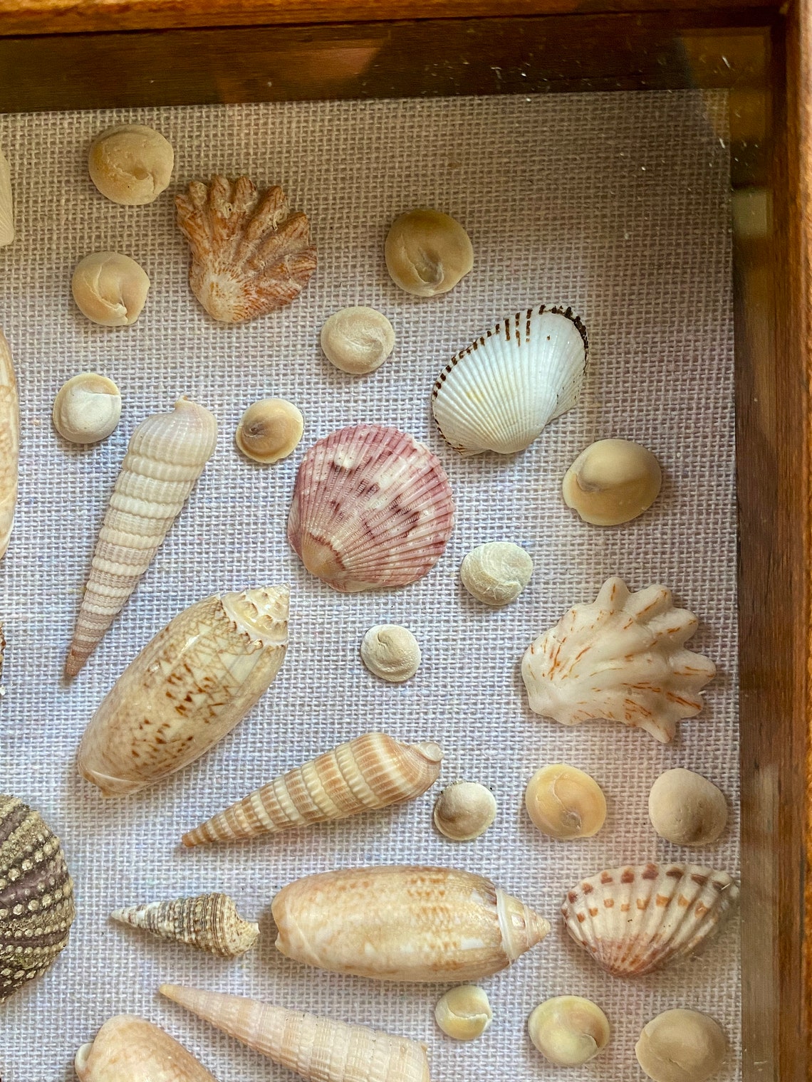 Shell Art Shadow Box - Etsy