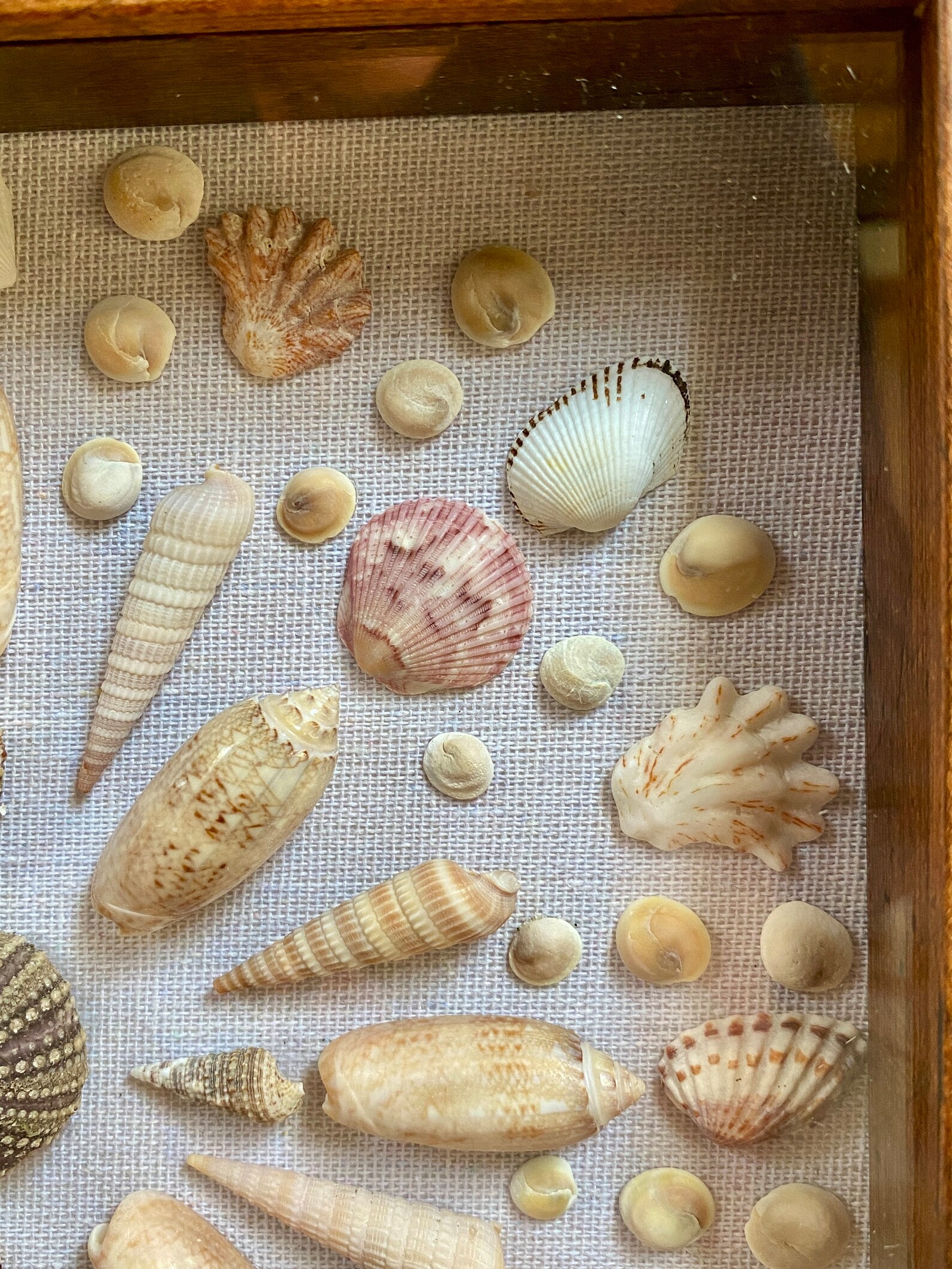 Shell Art Shadow Box - Etsy