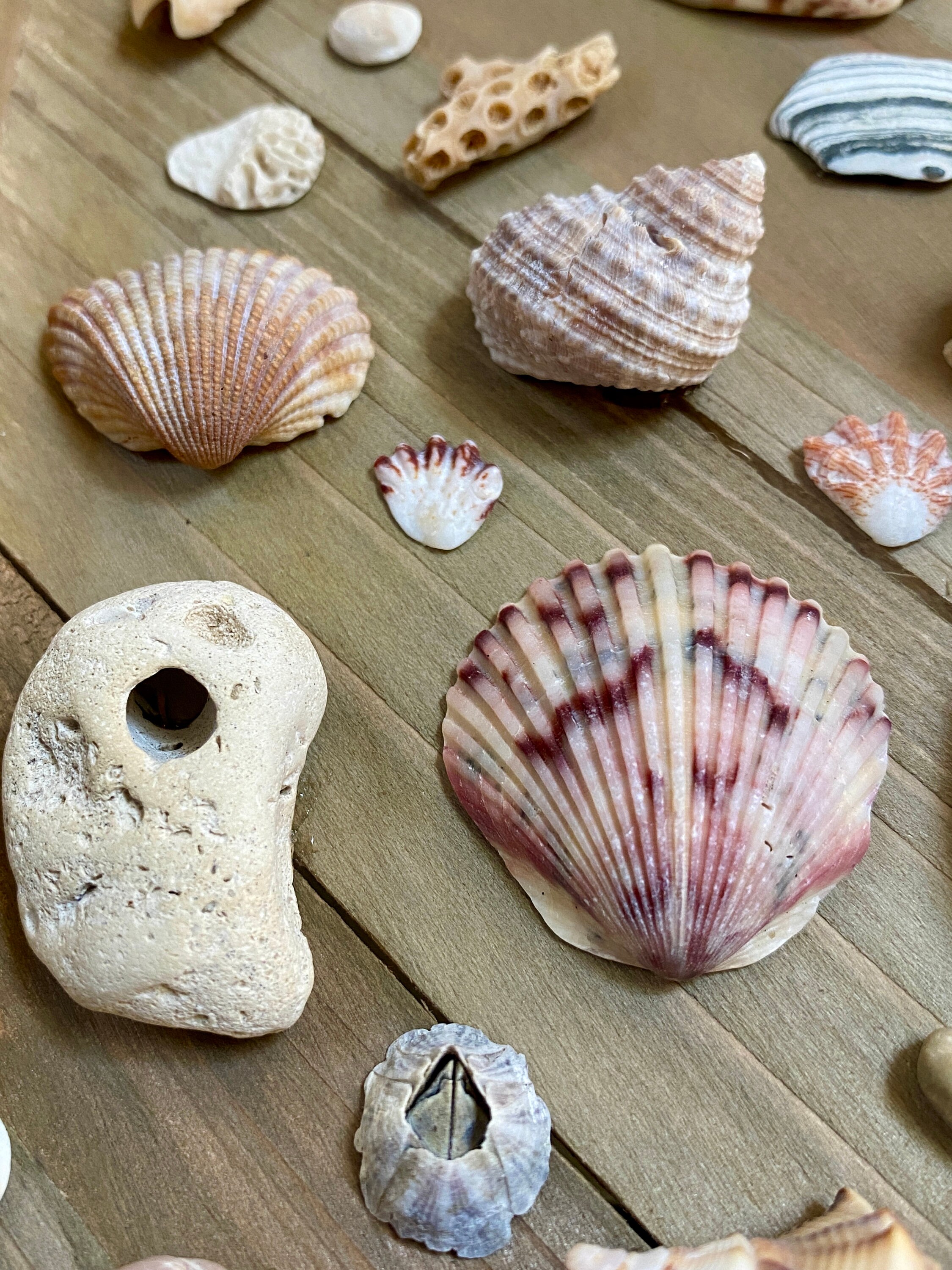Sea Shell Wall Hanging - Etsy