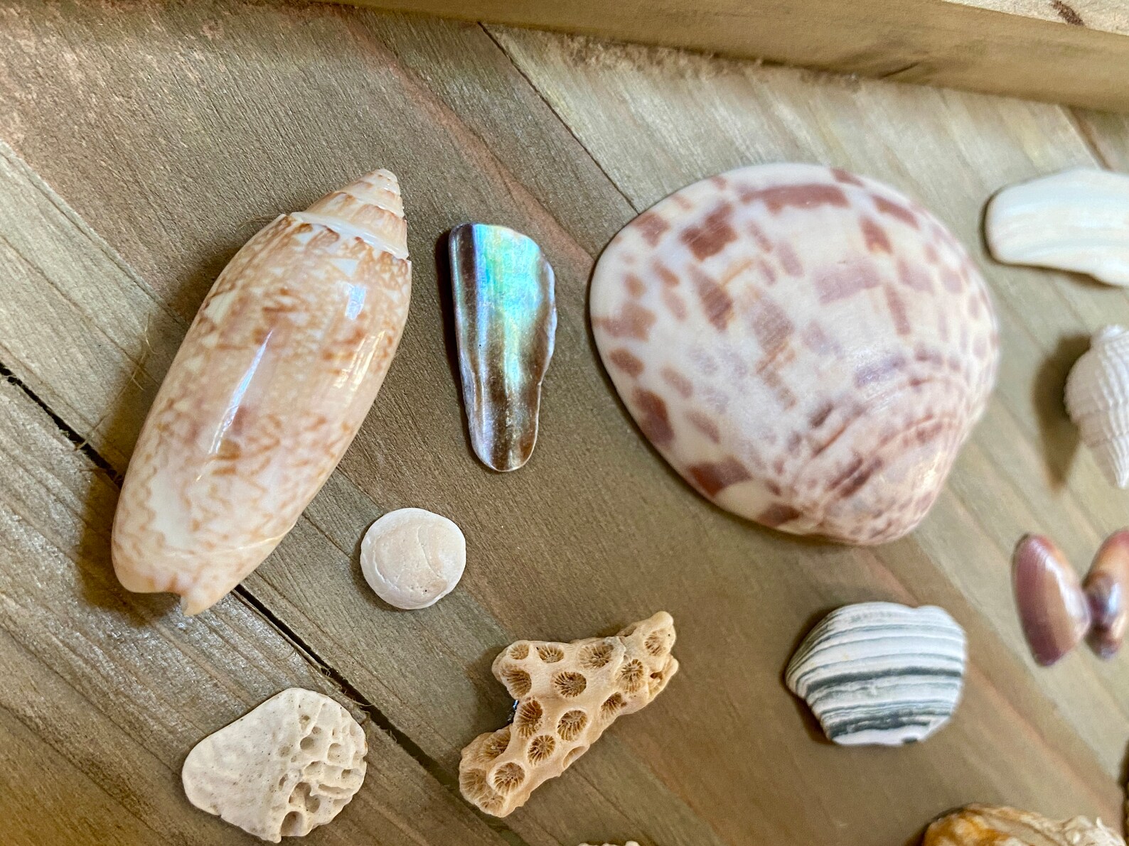 Sea Shell Wall Hanging - Etsy