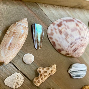 Sea Shell Wall Hanging - Etsy