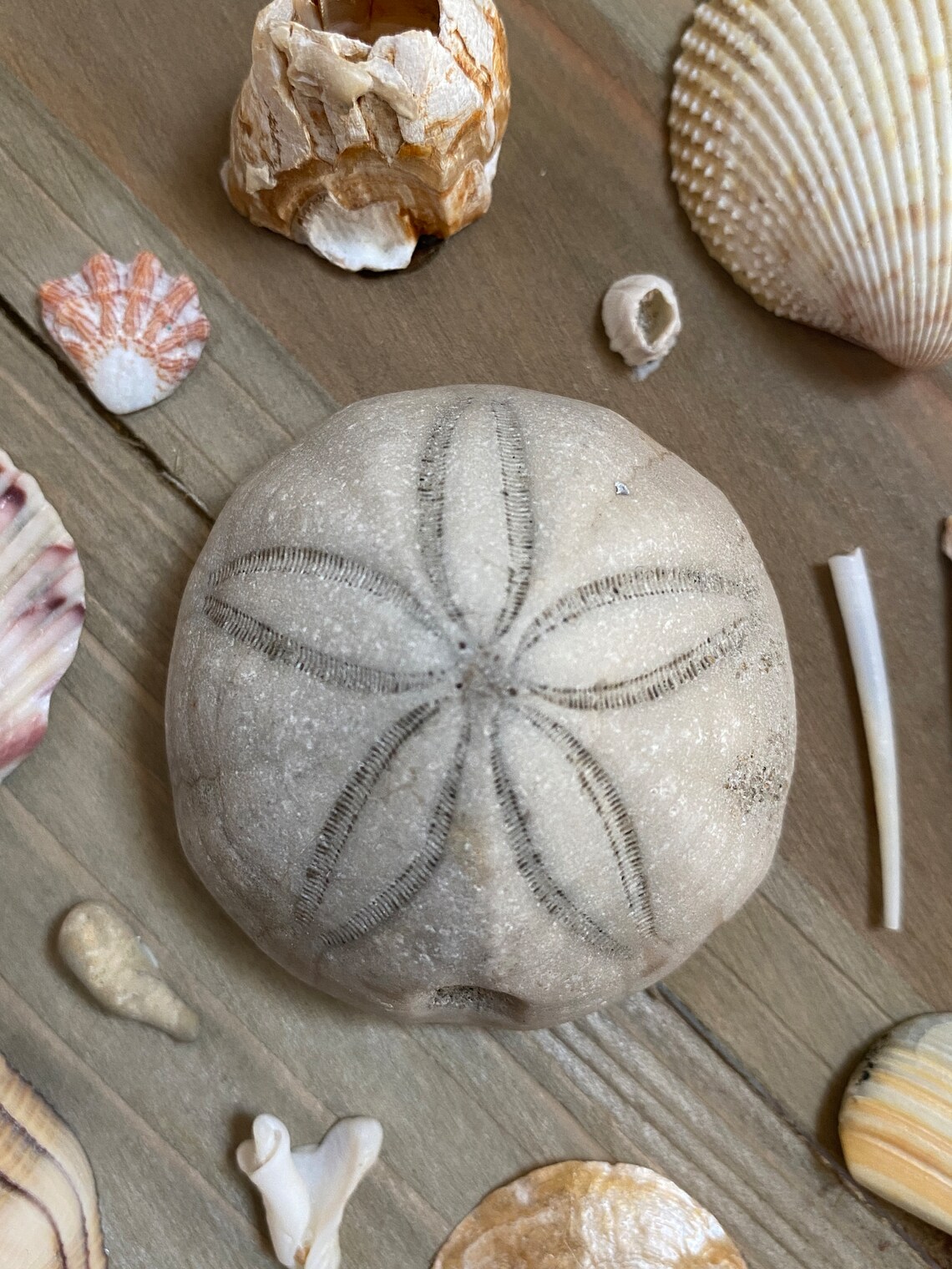 Sea Shell Wall Hanging - Etsy