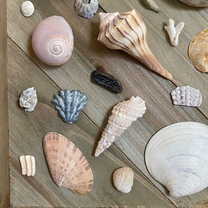 Sea Shell Wall Hanging - Etsy