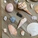 Sea Shell Wall Hanging - Etsy