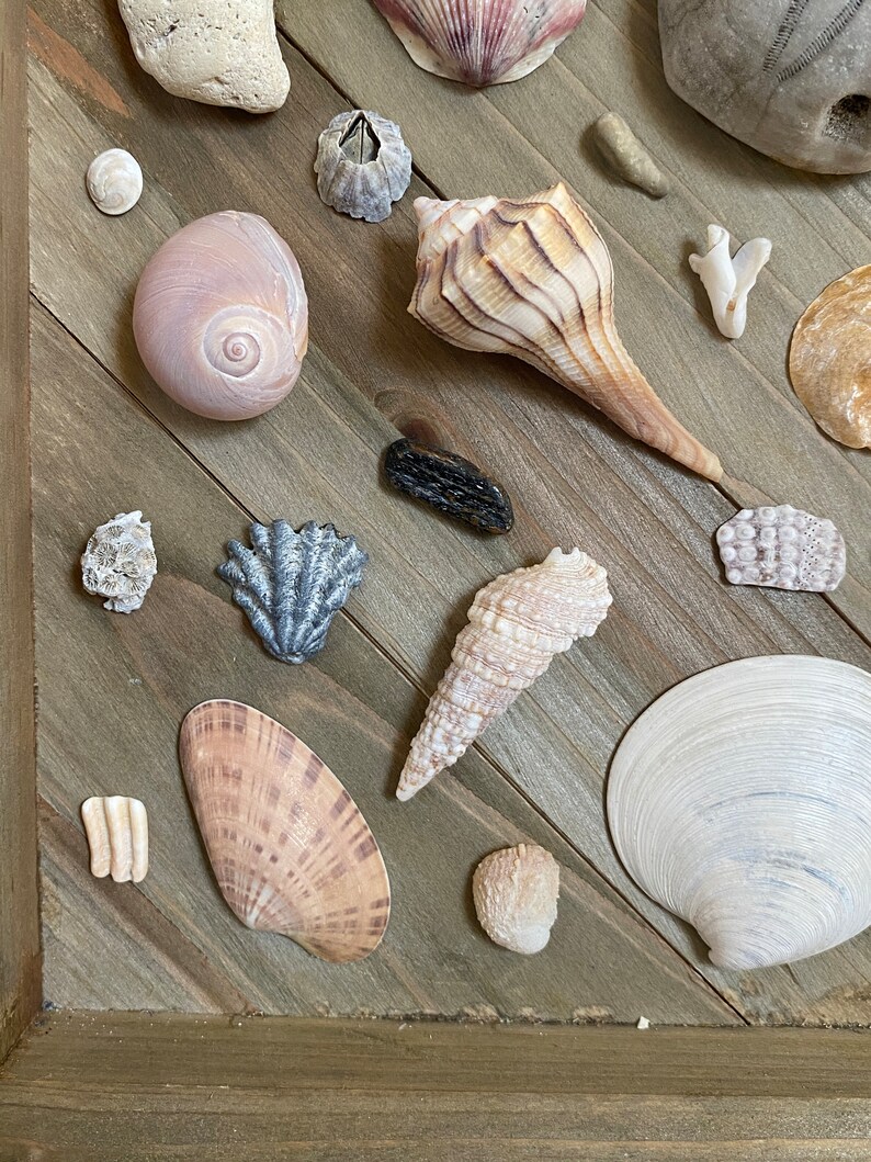 Sea Shell Wall Hanging - Etsy