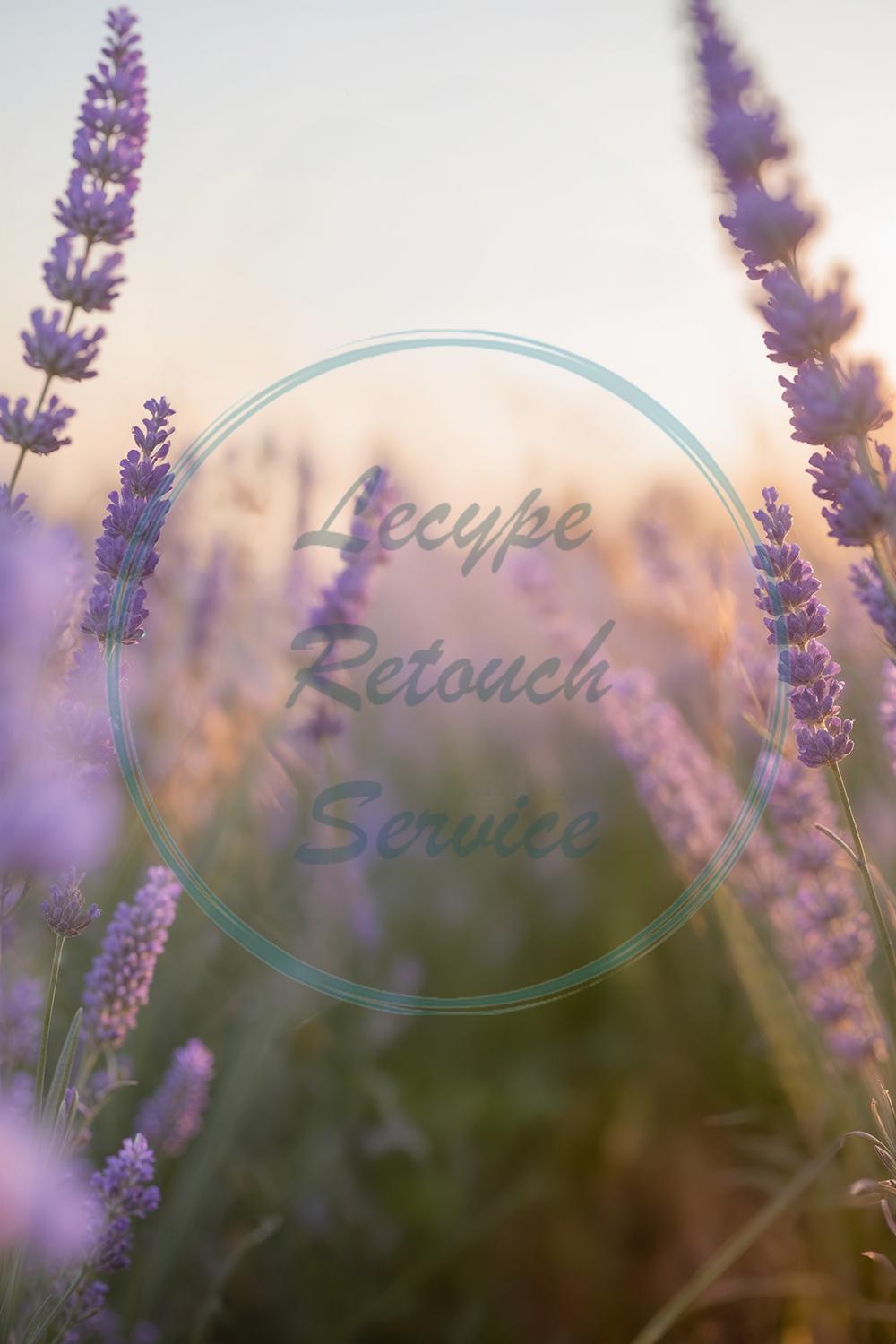 Scenic Lavender Field Backdrop for Portraits - Digital Photo Backdrop ...