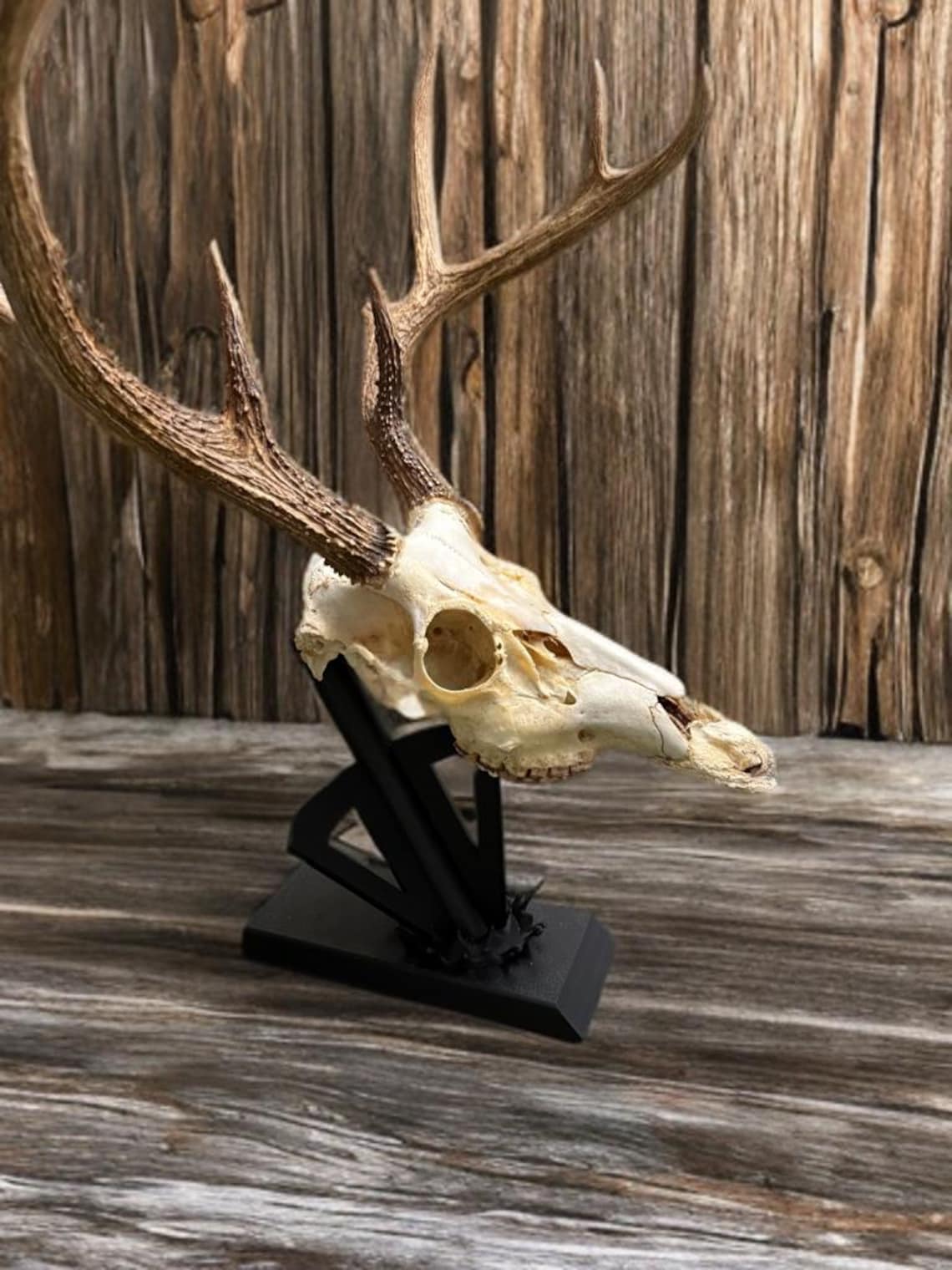 Broadhead Arrow Deer Skull Mount | for Desk or Shelf - Etsy