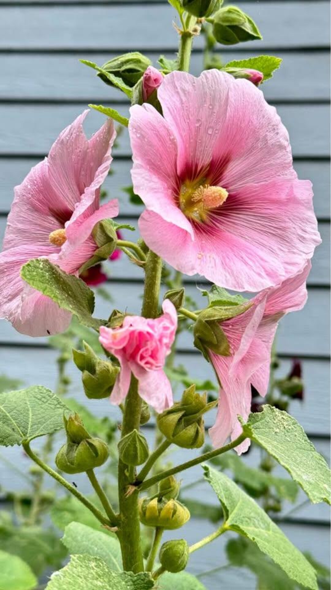 Hollyhock Seeds (qty50) – Indian Spring Mix | Heirloom Cottage Garden ...