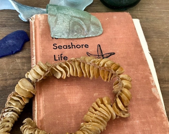 Conch Shell Egg Case Beach Find Atlantic Ocean Egg Case Conch Babies ...