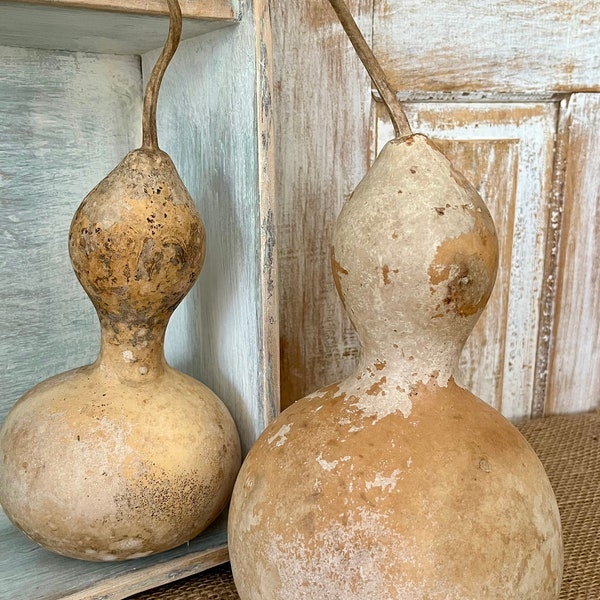 Dried Gourds - Etsy
