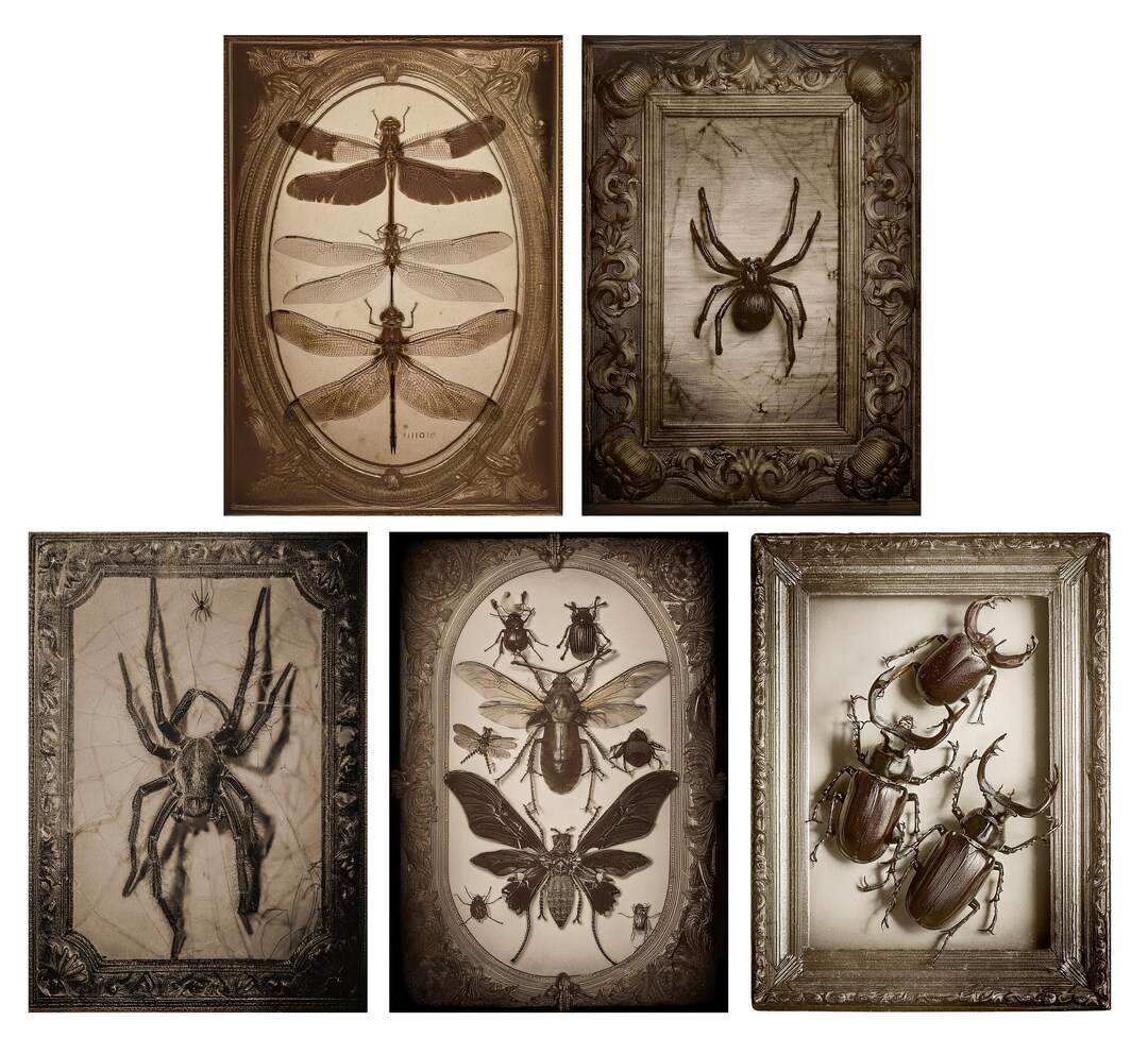Creepy Insects With Gothic Frames Series; Vintage Gallery Wall Art Set ...