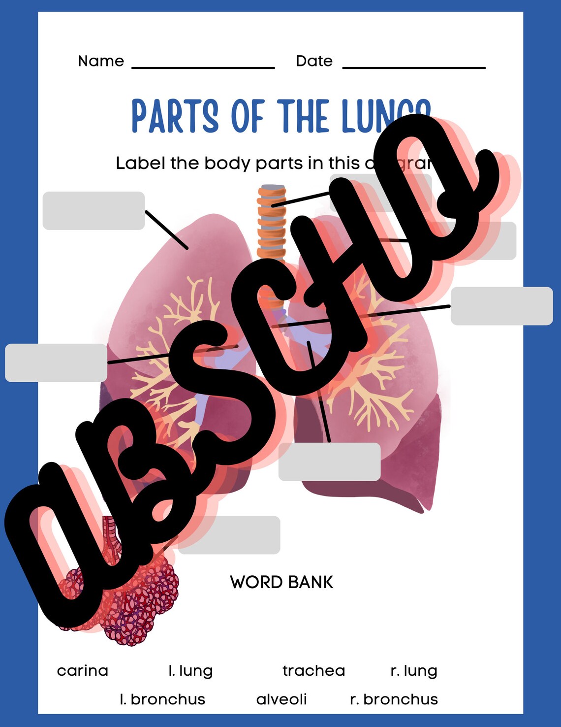 The Lungs Labeling Diagram for Kids Parts of the Lungs - Etsy