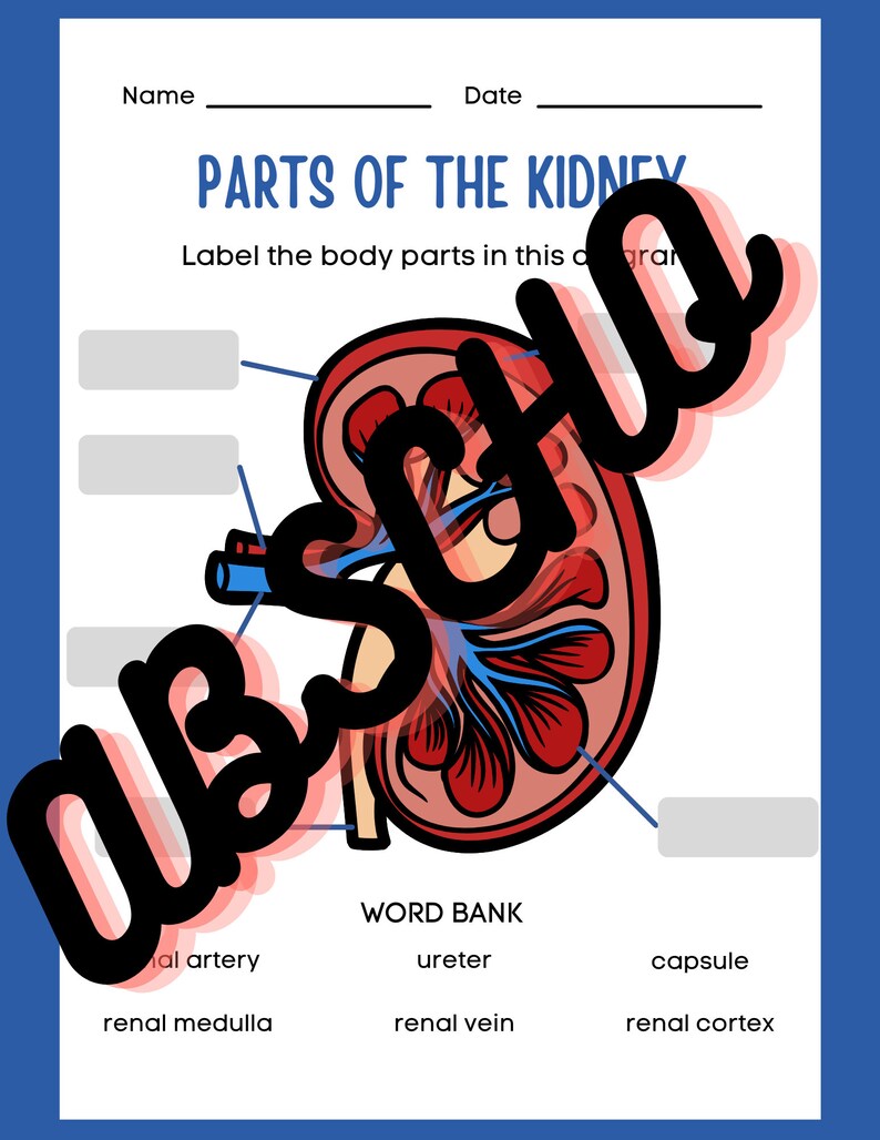 The Kidney Labeling Diagram for Kids Parts of the Kidney - Etsy