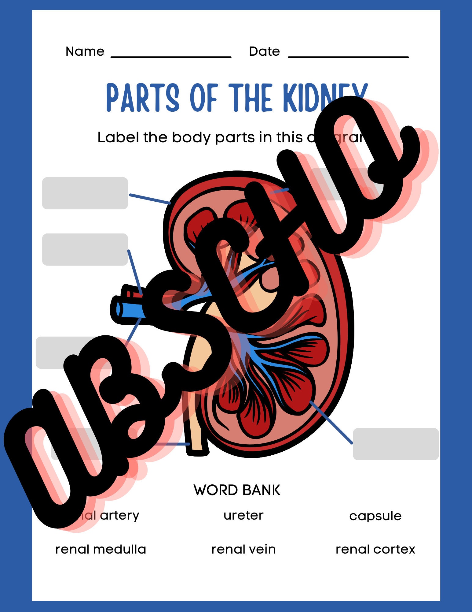The Kidney Labeling Diagram for Kids Parts of the Kidney - Etsy
