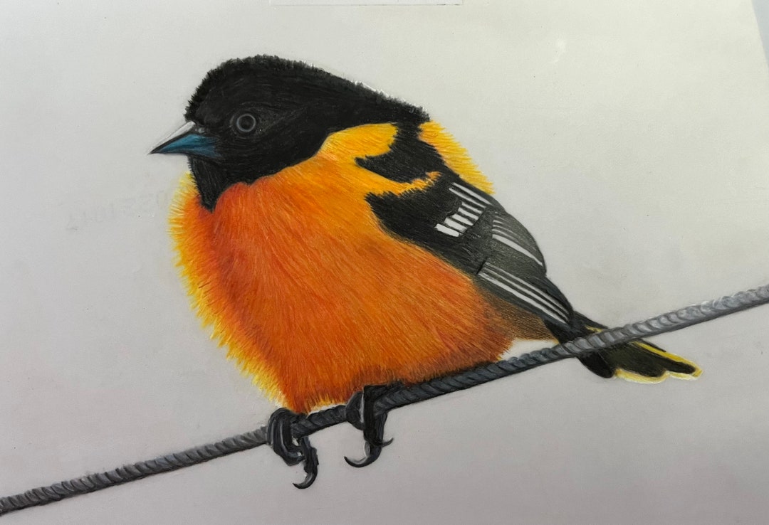 Baltimore Oriole Print From Original Drawing - Etsy