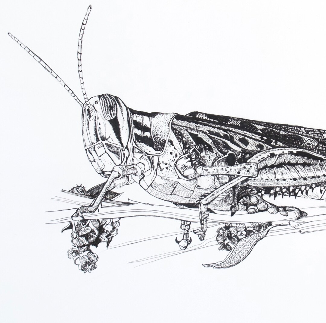 Skittles the American Bird Grasshopper wildlife Series Original - Etsy