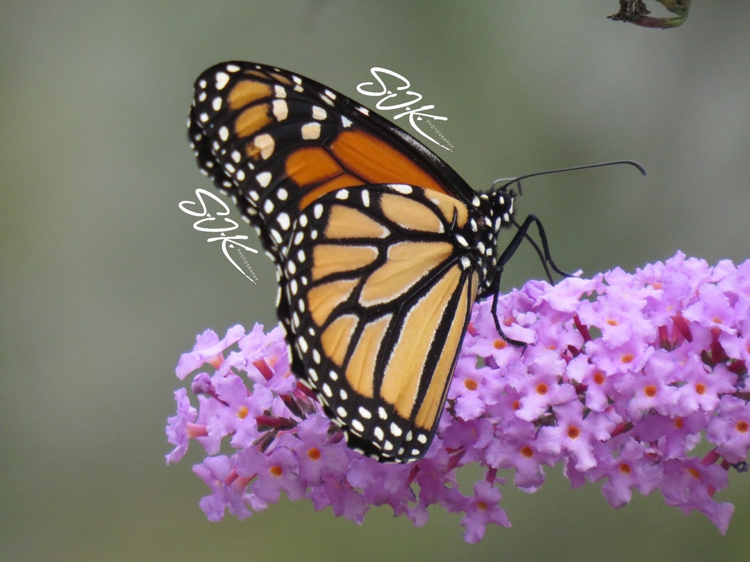 Monarch Butterfly Computer Wallpaper - Etsy