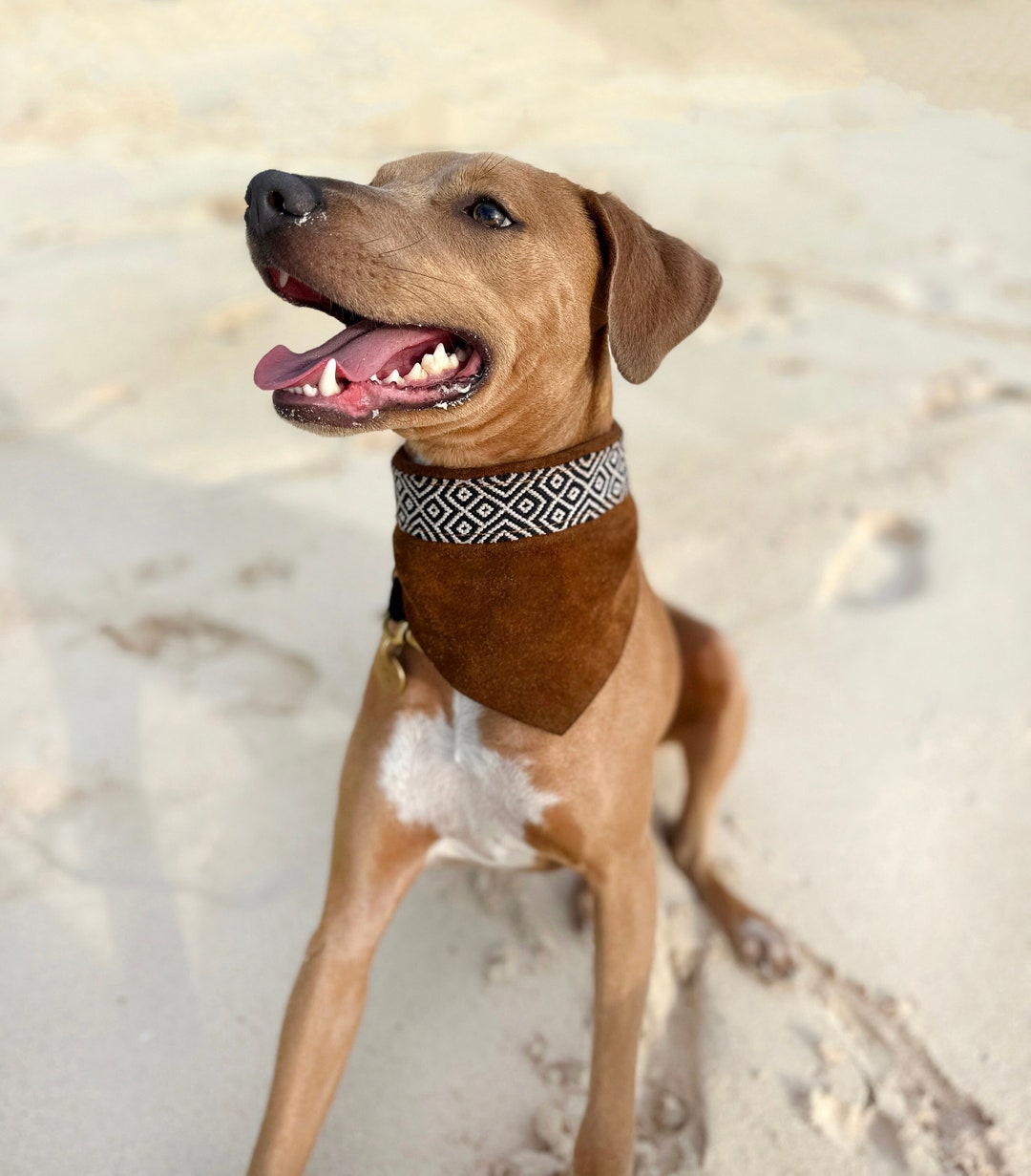 Leather Dog Bandana / Macrame Details / Handmade / Brown - Etsy