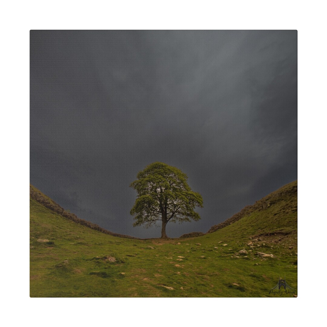 Sycamore Gap Robin Hood Tree in Moonlight Original Photo Artwork ...