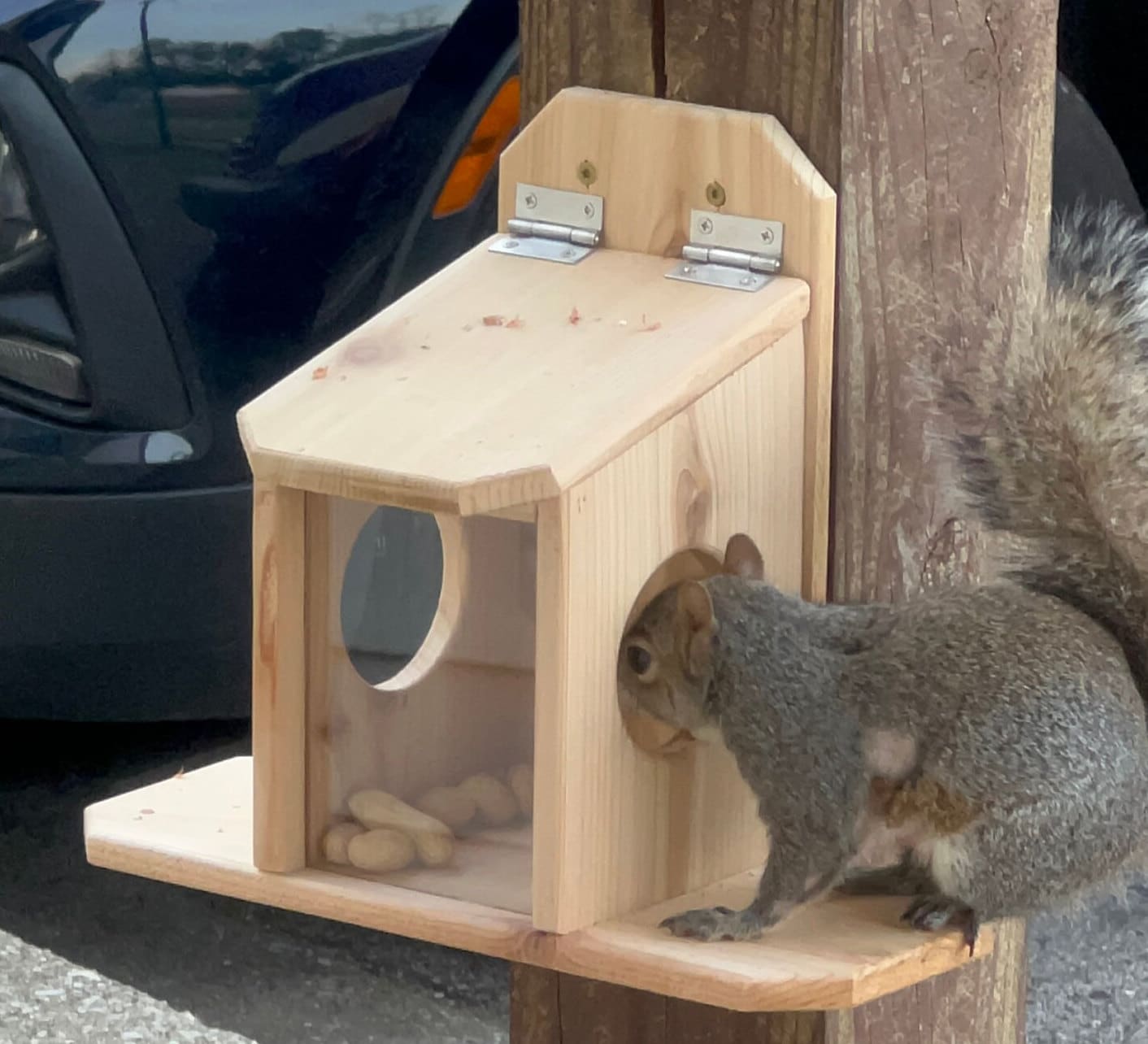 Enjoy Your Backyard More With an Entertaining Cedar Squirrel/bird Dual ...