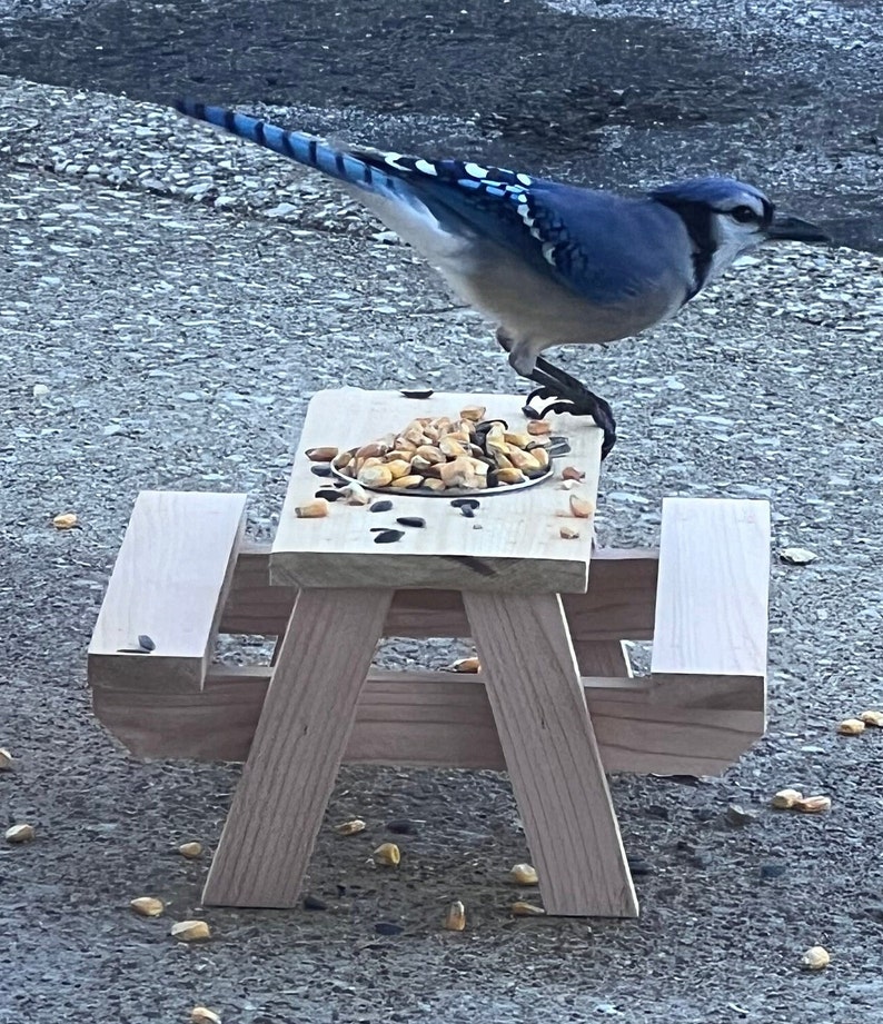 Enjoy Your Backyard More With an Entertaining Cedar Squirrel or Bird ...