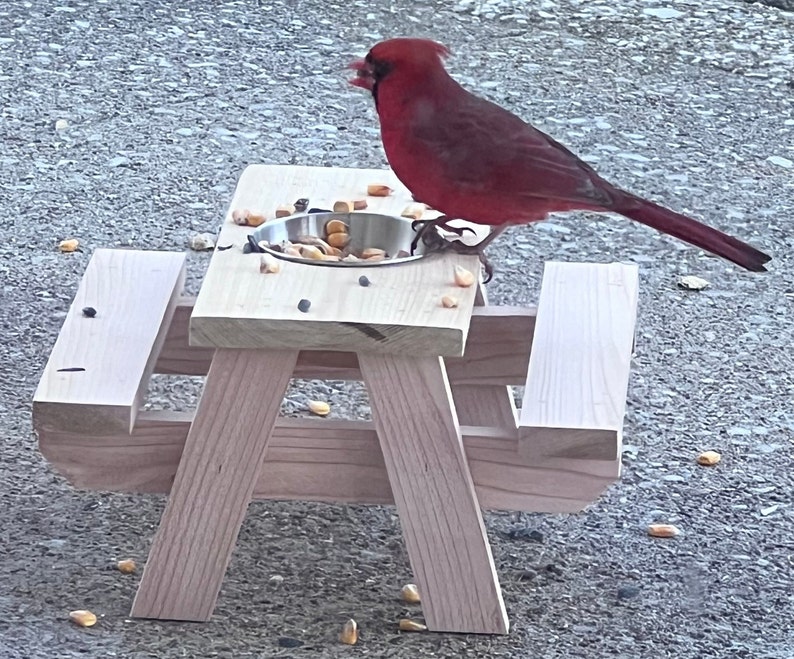 Enjoy Your Backyard More With an Entertaining Cedar Squirrel or Bird ...